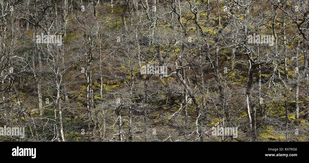 Lerryn wood hi-res stock photography and images - Alamy