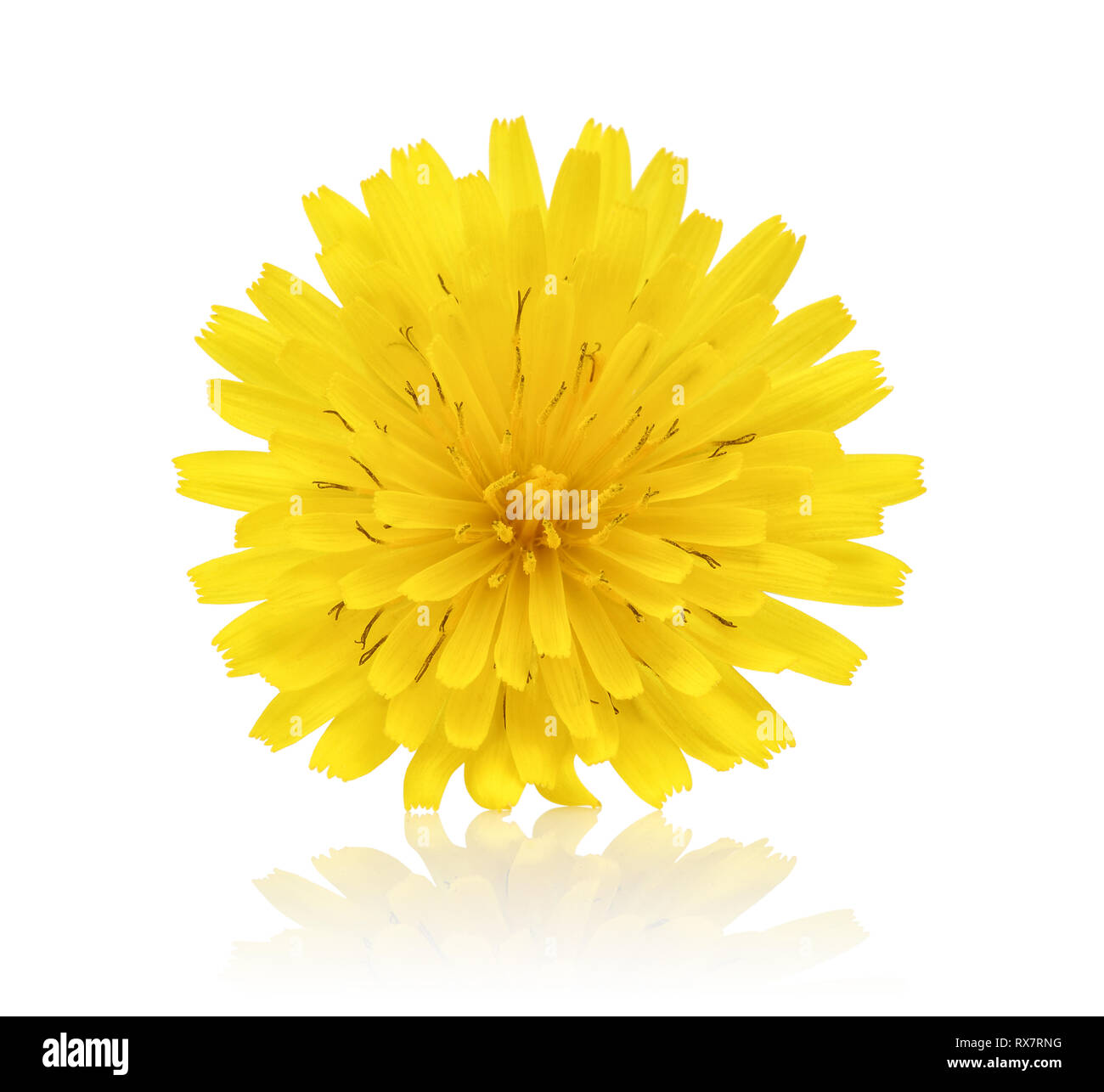 Single dandelion flower isolated on white background Stock Photo - Alamy