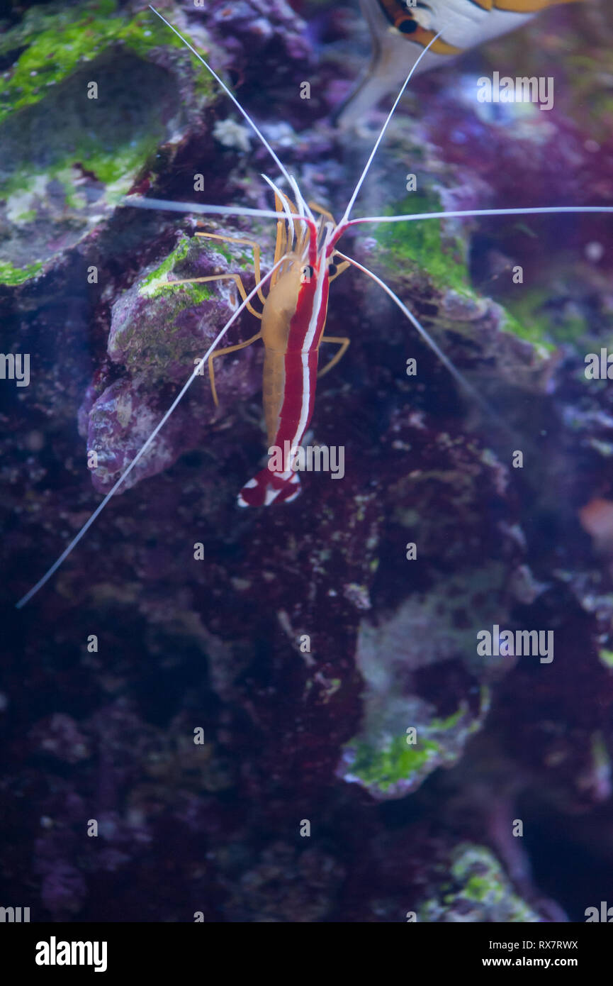 Lysmata Amboinensis (Scarlet Skunk Cleaner Shrimp) in marine aquarium ...