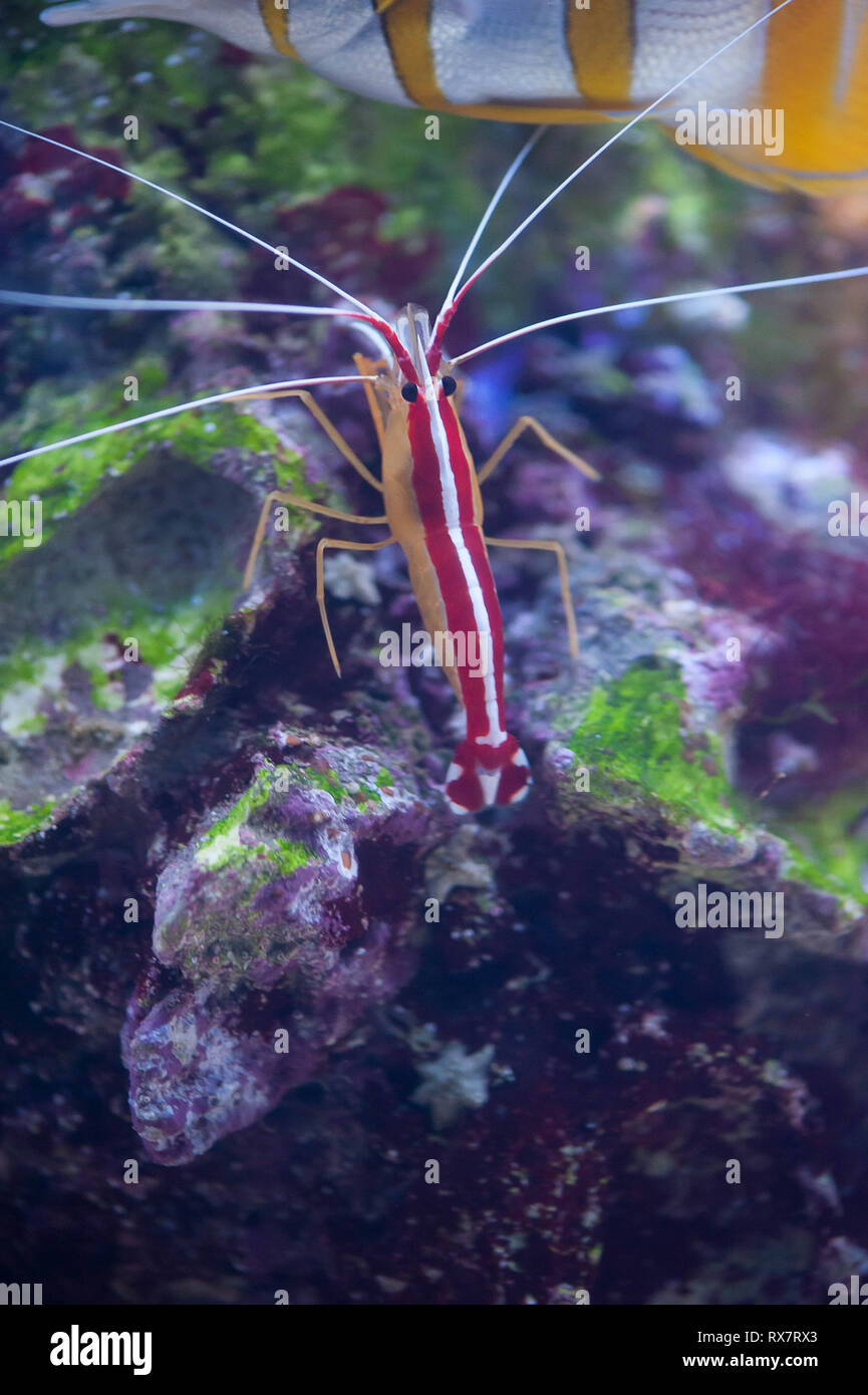 Lysmata Amboinensis (Scarlet Skunk Cleaner Shrimp) in marine aquarium ...
