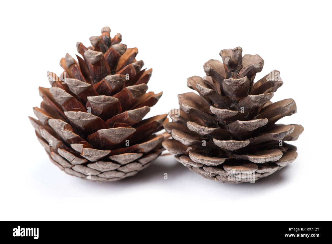 Brown pine cone isolated on white background Stock Photo - Alamy