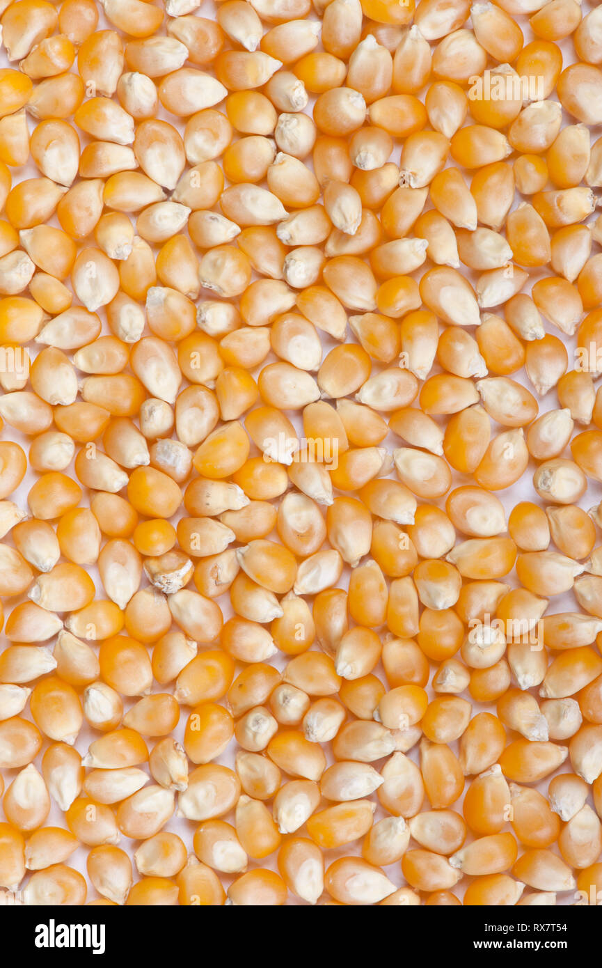 Corn macro seeds background edible hi-res stock photography and images ...