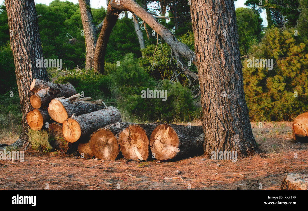 Thick tree trunks hi-res stock photography and images - Alamy