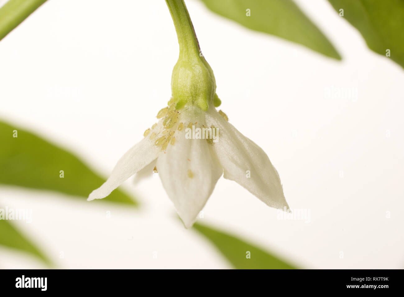 I took this photo of these plant with aphids in february 2019 Stock ...