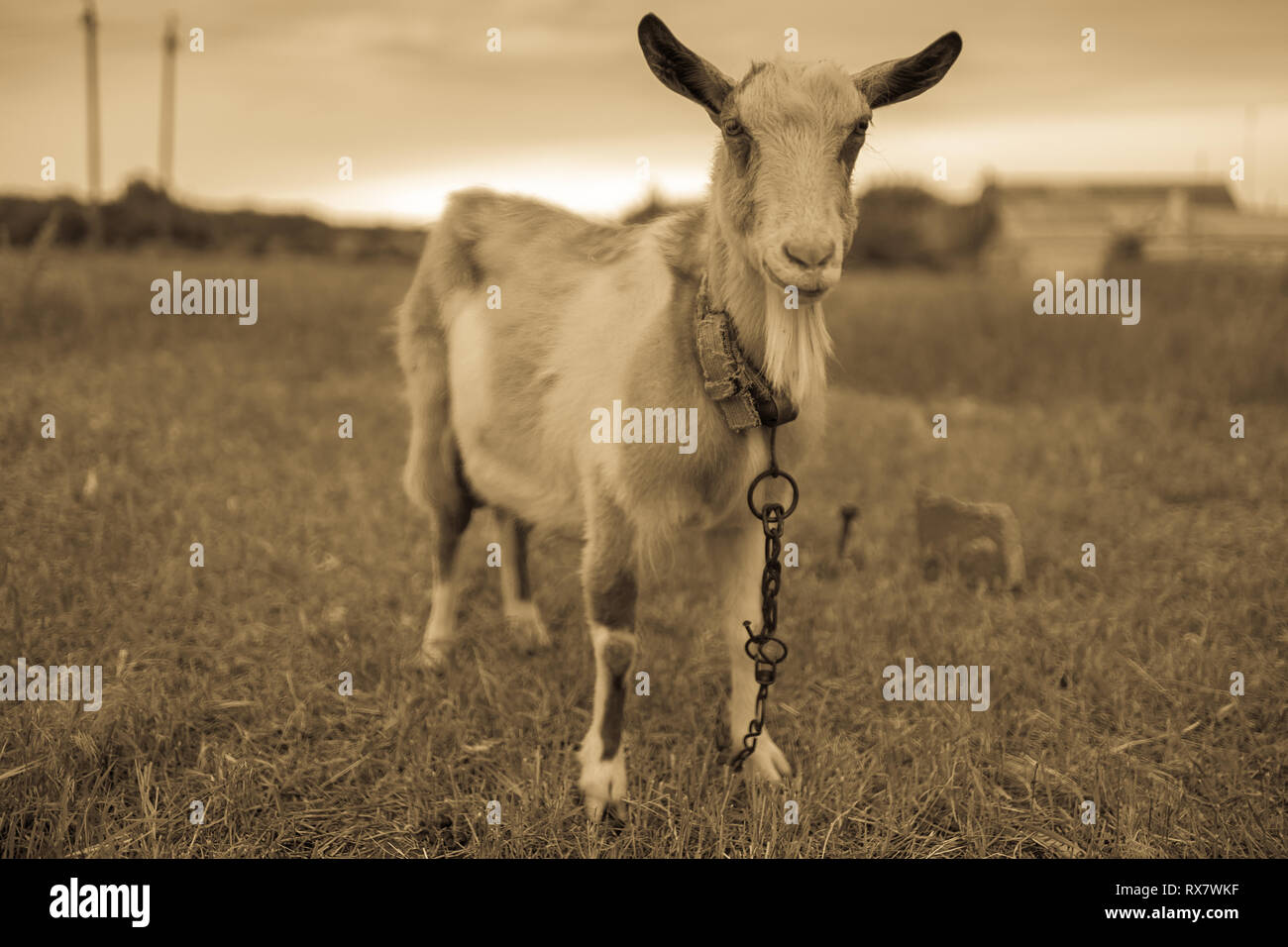 Goat tail domestic hi-res stock photography and images - Alamy
