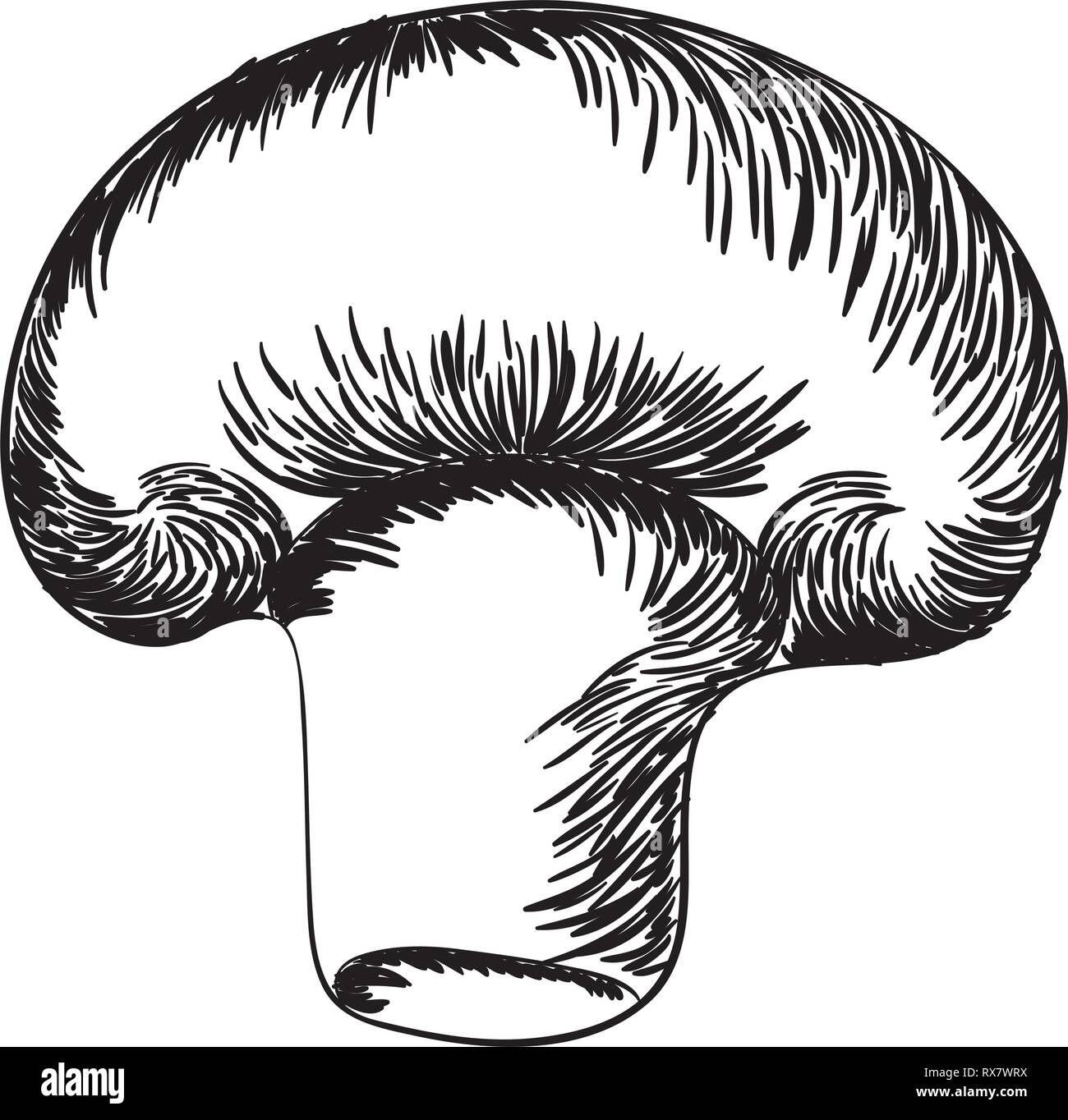 delicious champignon in drawing isolated icon Stock Vector Image & Art ...