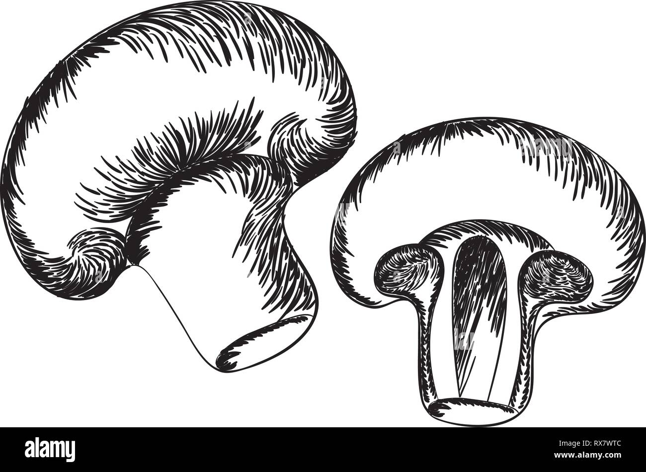 delicious champignon in drawing isolated icon Stock Vector Image & Art ...