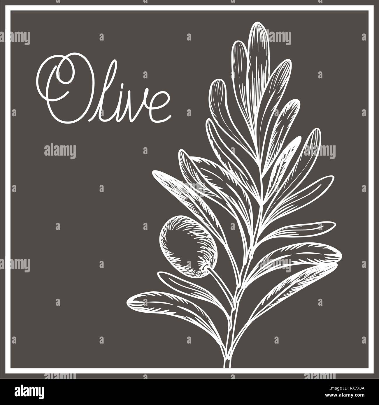 olive flower drawing isolated icon Stock Vector Image & Art - Alamy