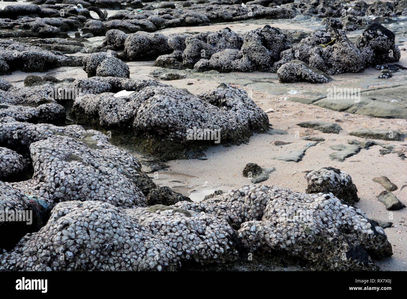 Landscape of travel place with nature at a beach and tropical sea with ...