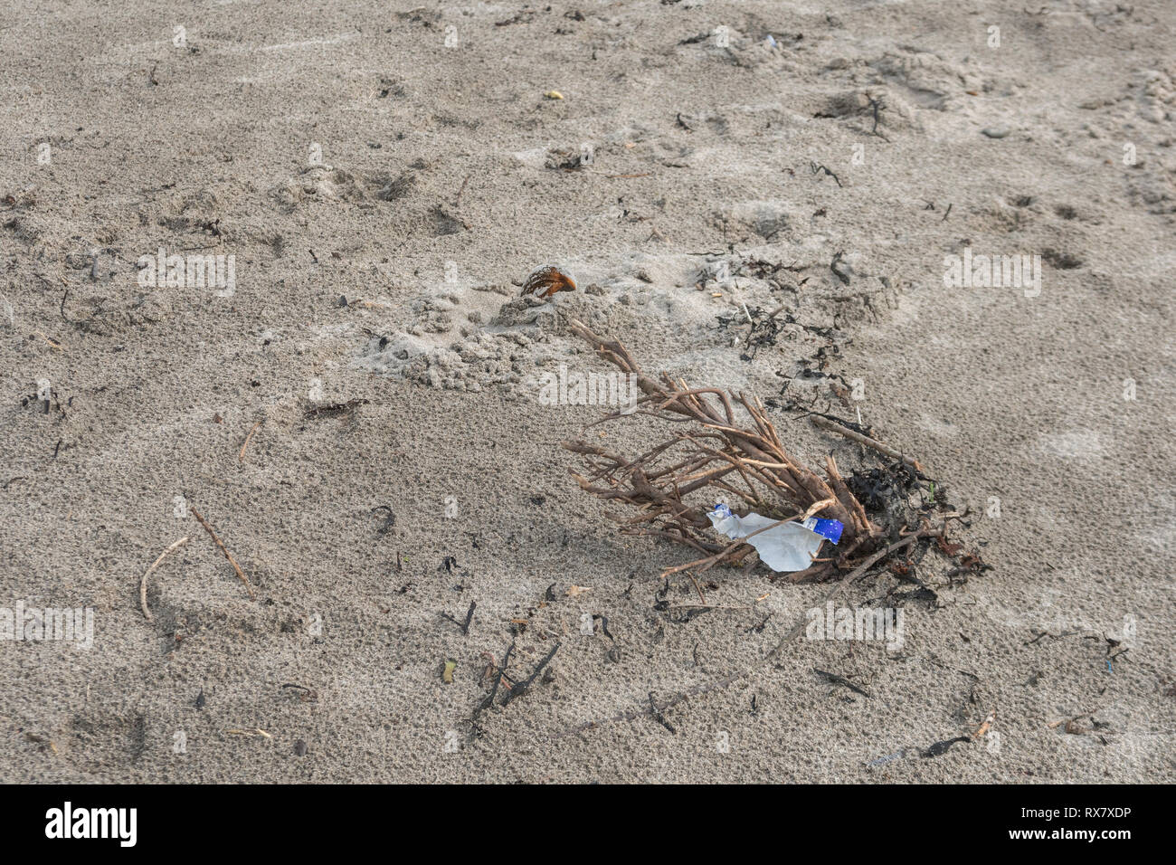 Some sort of sweet wrapper / food wrapper. An example of seashore ...