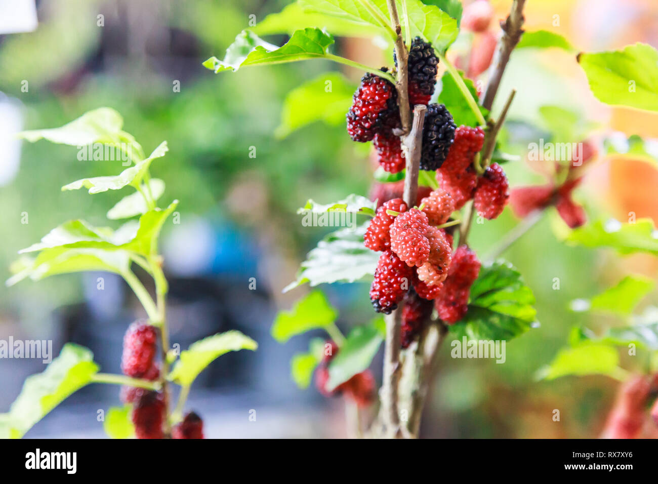 Benefits of mulberries hi-res stock photography and images - Alamy
