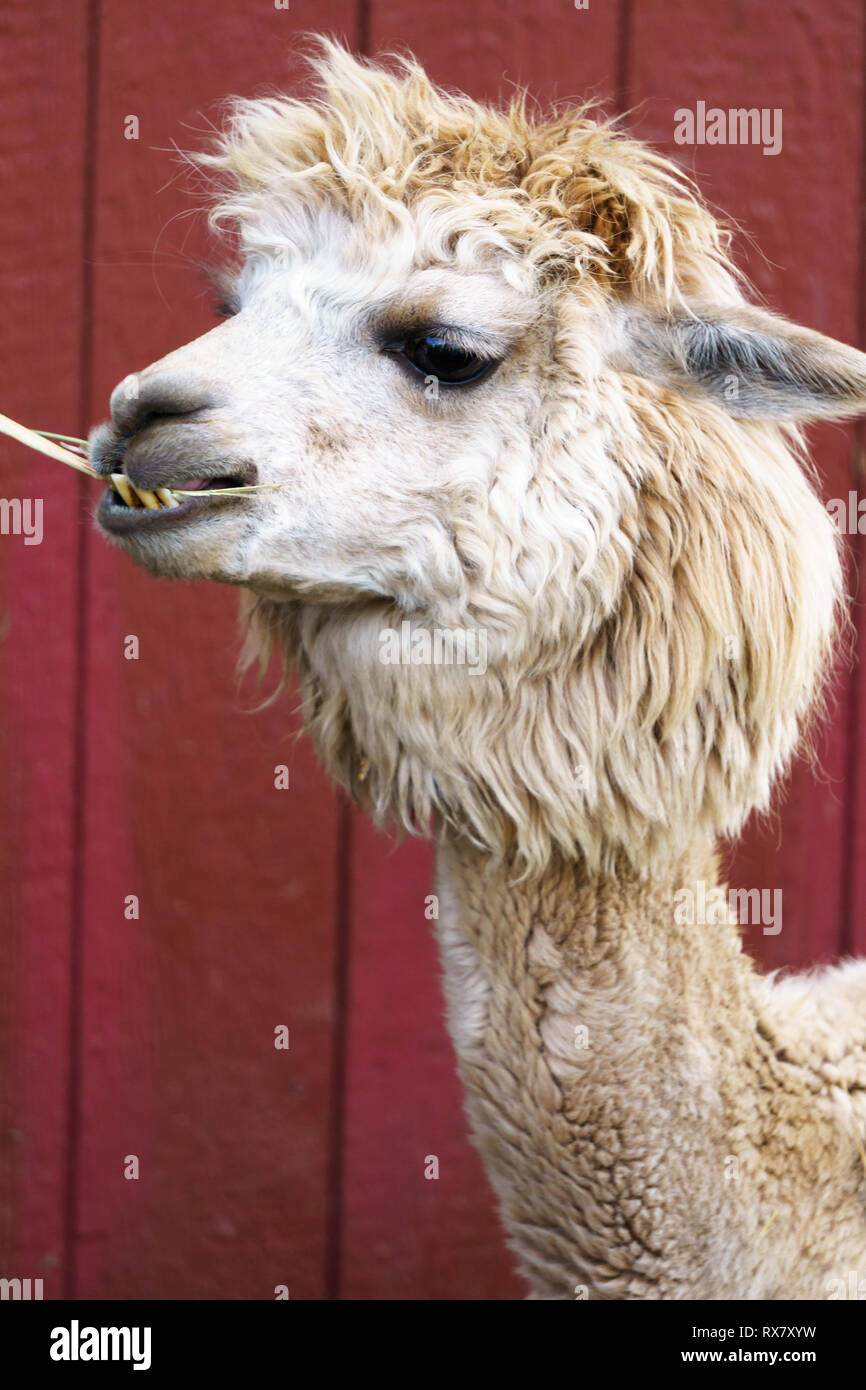 Lama animal hi-res stock photography and images - Alamy