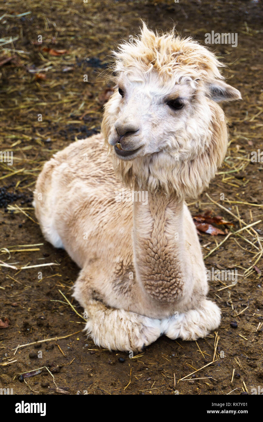 Lama animal, Llama (Lama glama Stock Photo - Alamy