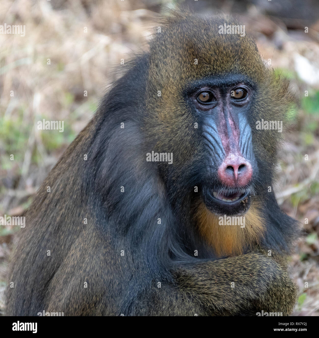 Mandrill blue hi-res stock photography and images - Alamy