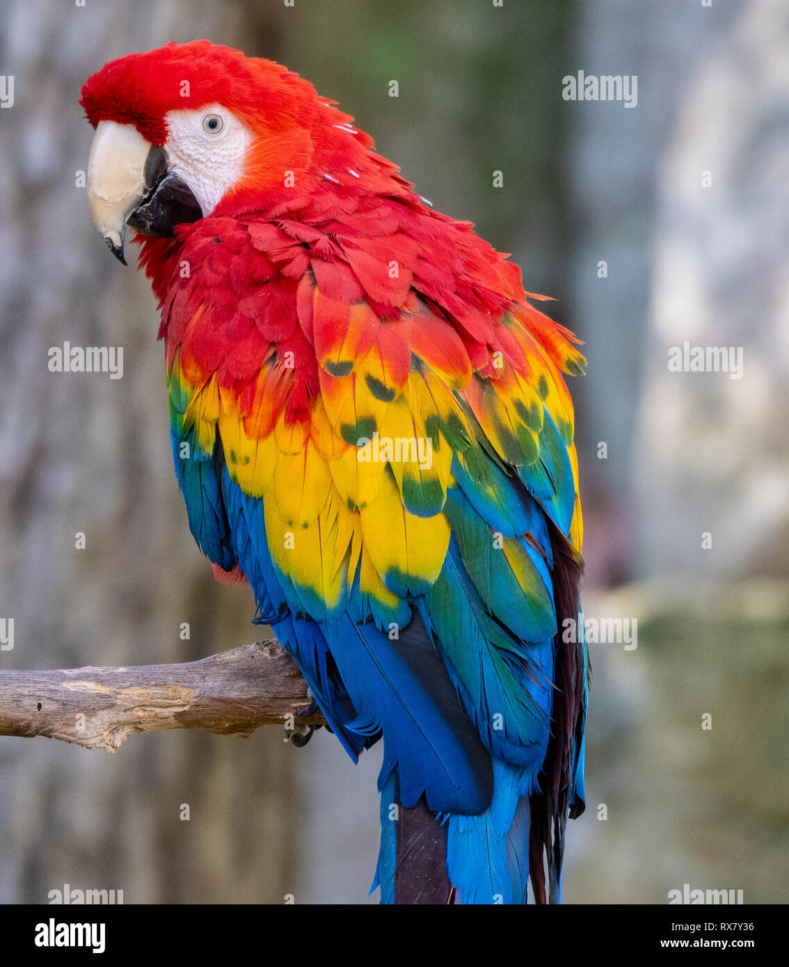 Scarlet macaw hi-res stock photography and images - Alamy