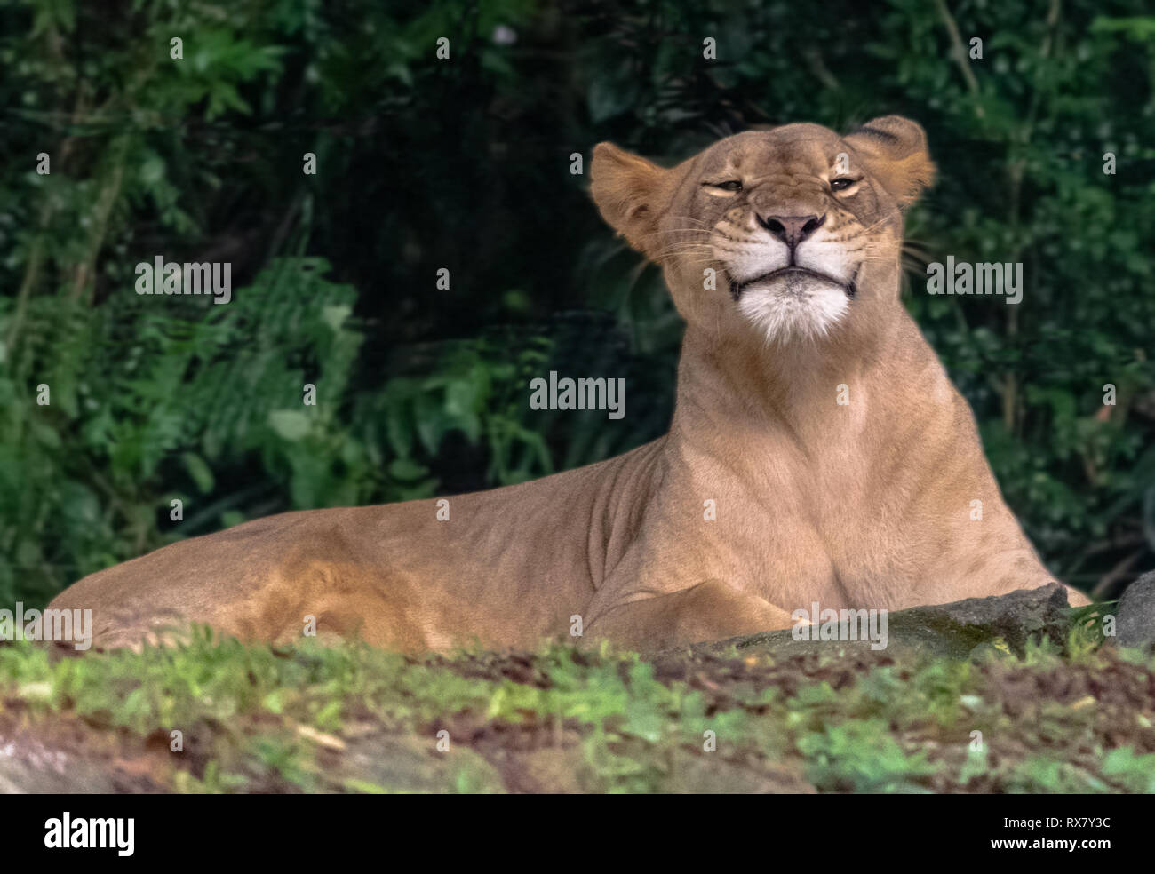 Big sneezing hi-res stock photography and images - Alamy