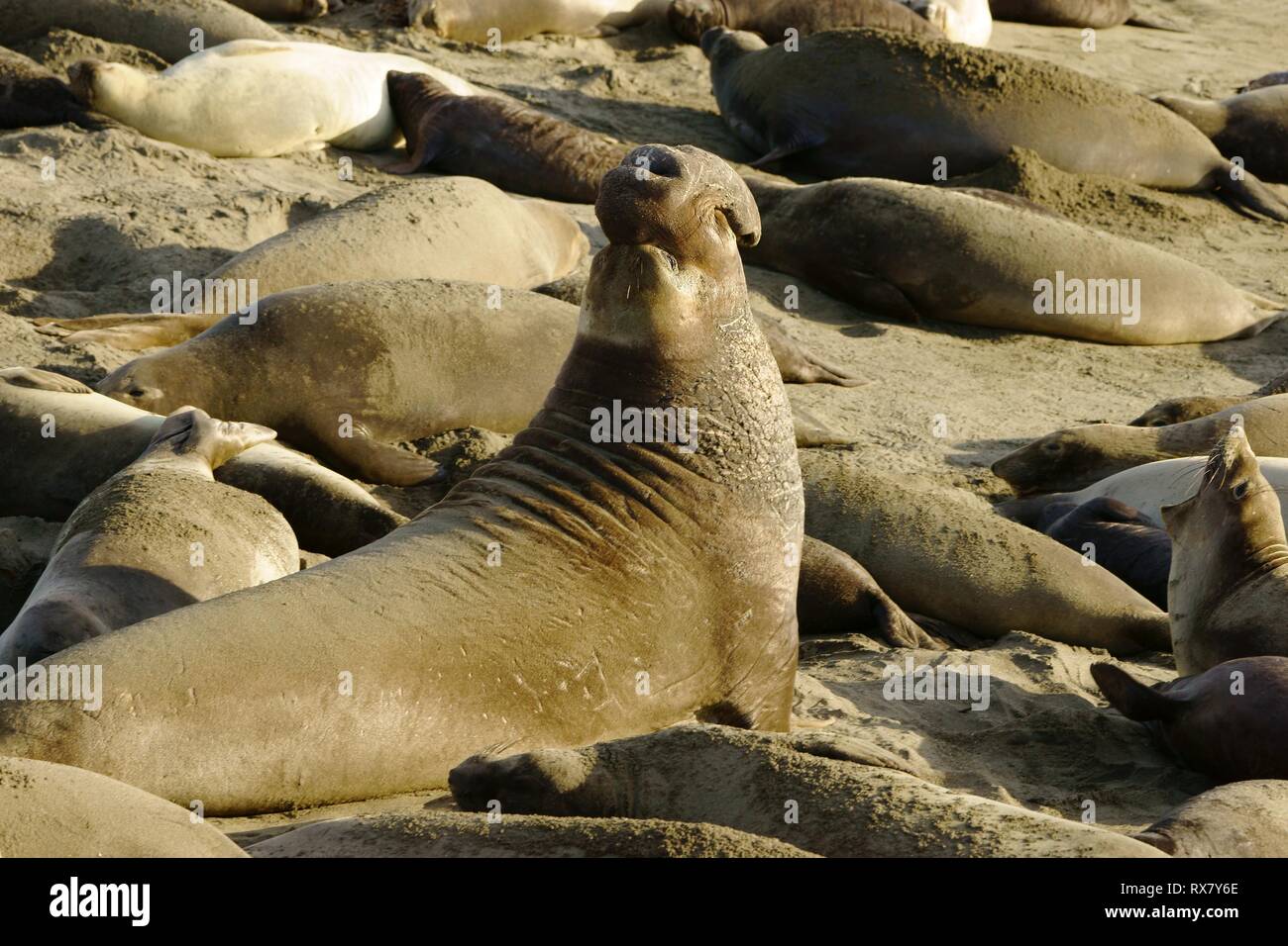 Elephant seals colony on sandy California shore in the evening with ...
