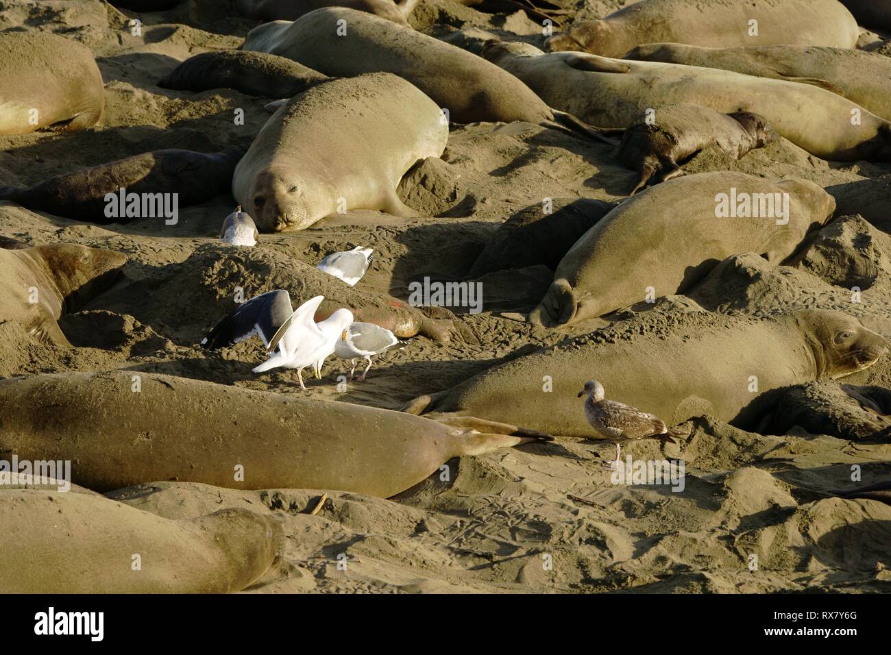 Elephant seals colony on sandy California shore in the evening with ...