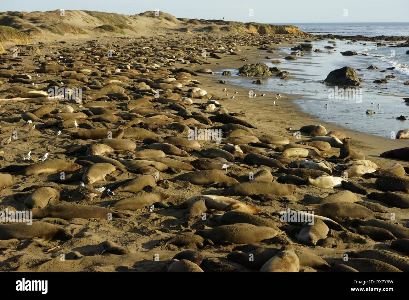 Elephant seals colony on sandy California shore in the evening Stock ...