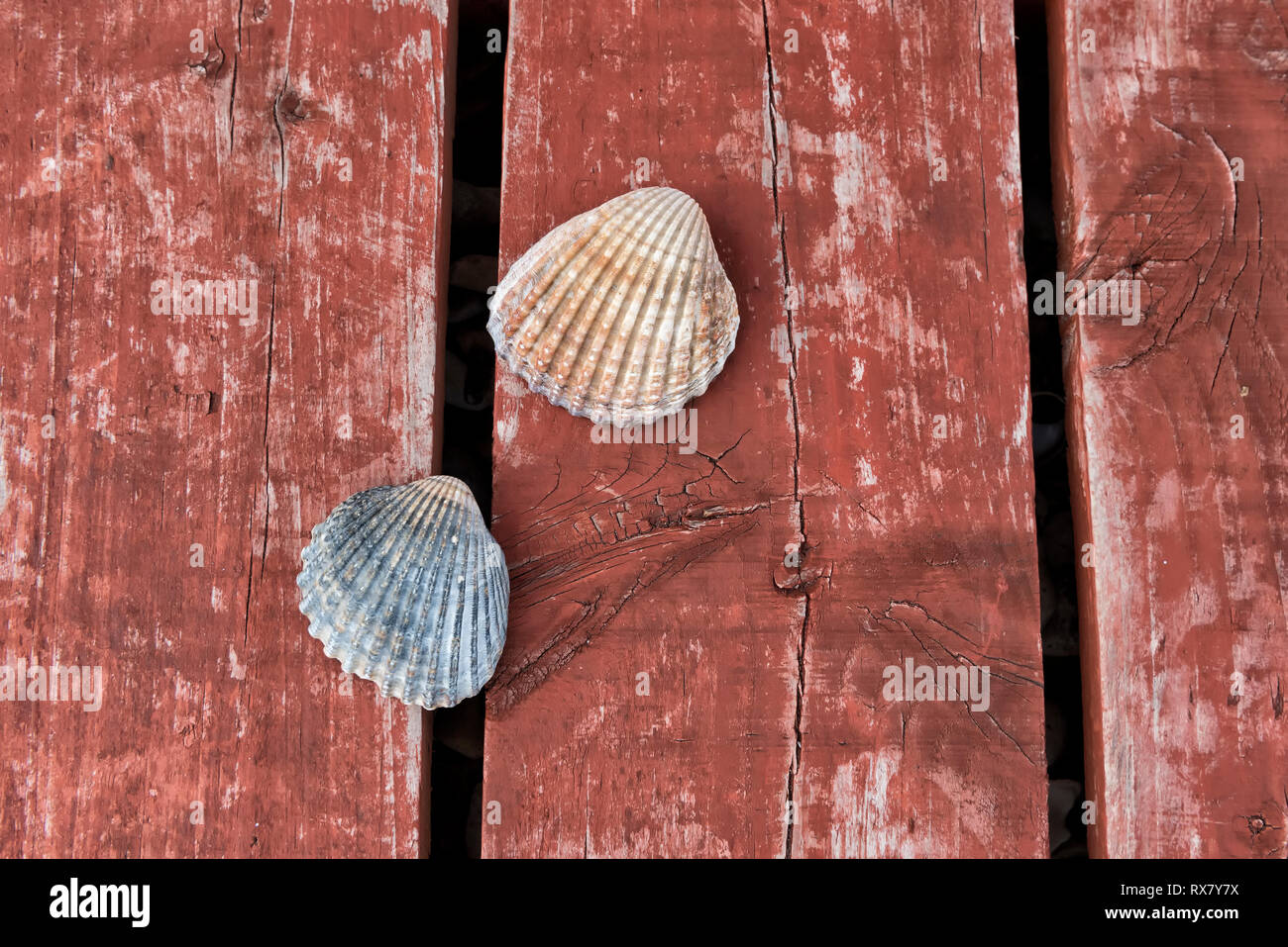 Textured seashells hi-res stock photography and images - Alamy