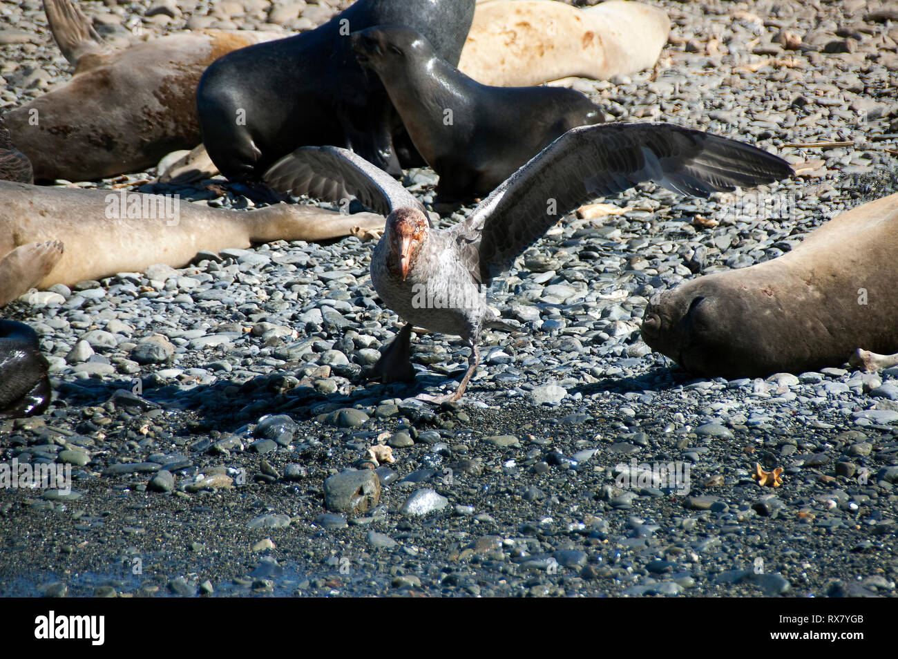 Elsehul Bay South Georgia Island, southern giant petrel on pebble beach ...
