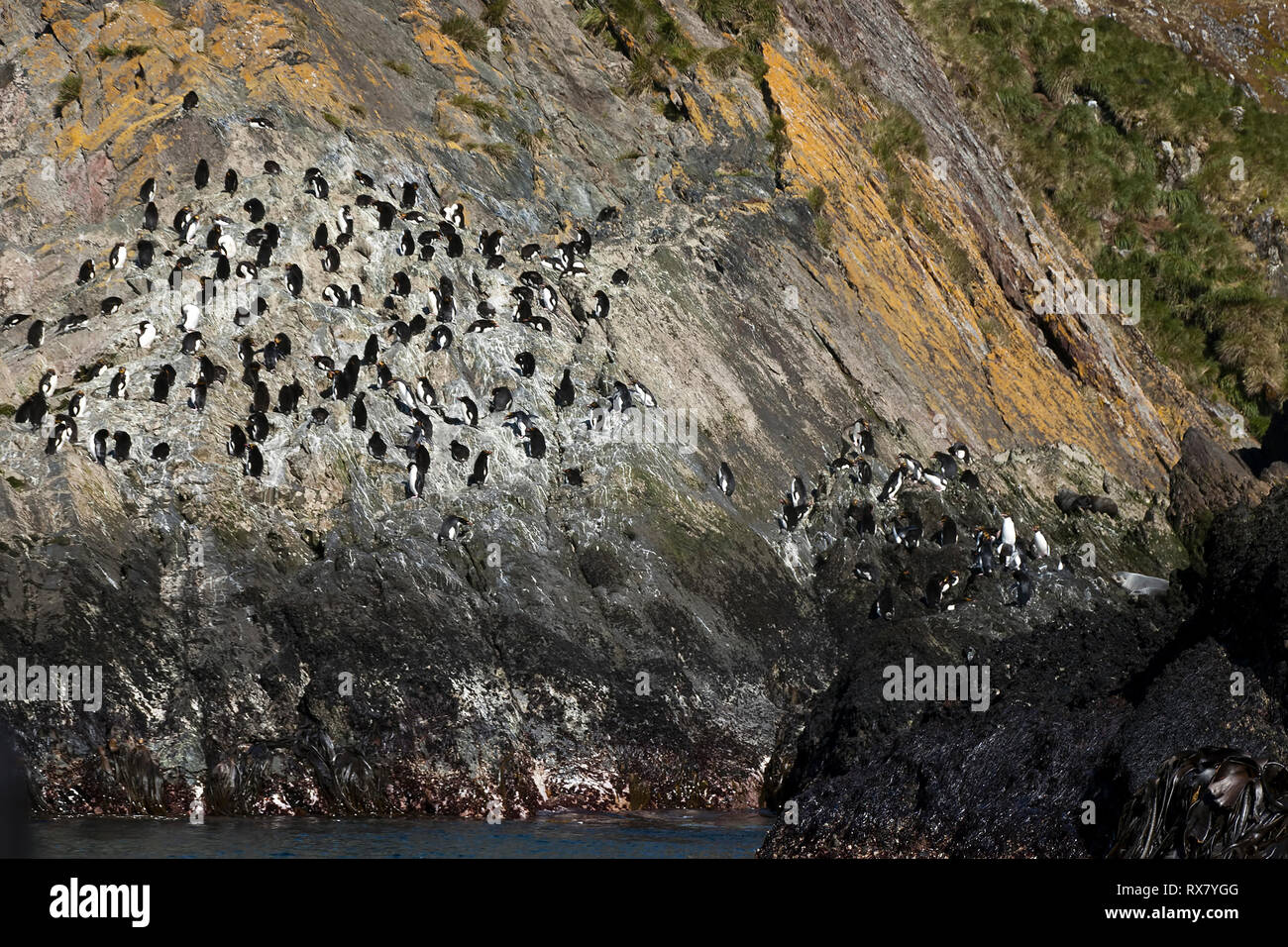 South Georgia Island, South Georgia Island, Macaroni penguins in ...