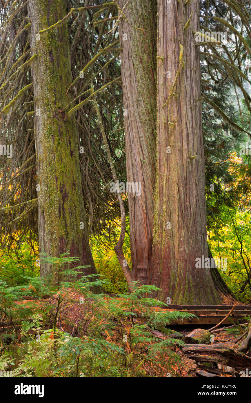 Douglas fir trees hi-res stock photography and images - Alamy
