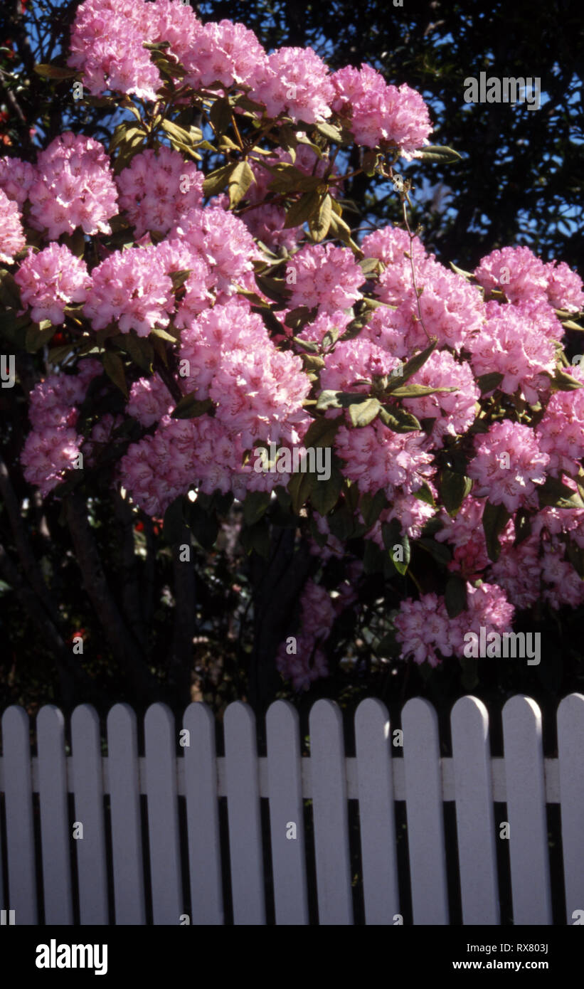 GORGEOUS PINK RHODODENDRON BUSH GROWING INSIDE WHITE TIMBER FENCE ...