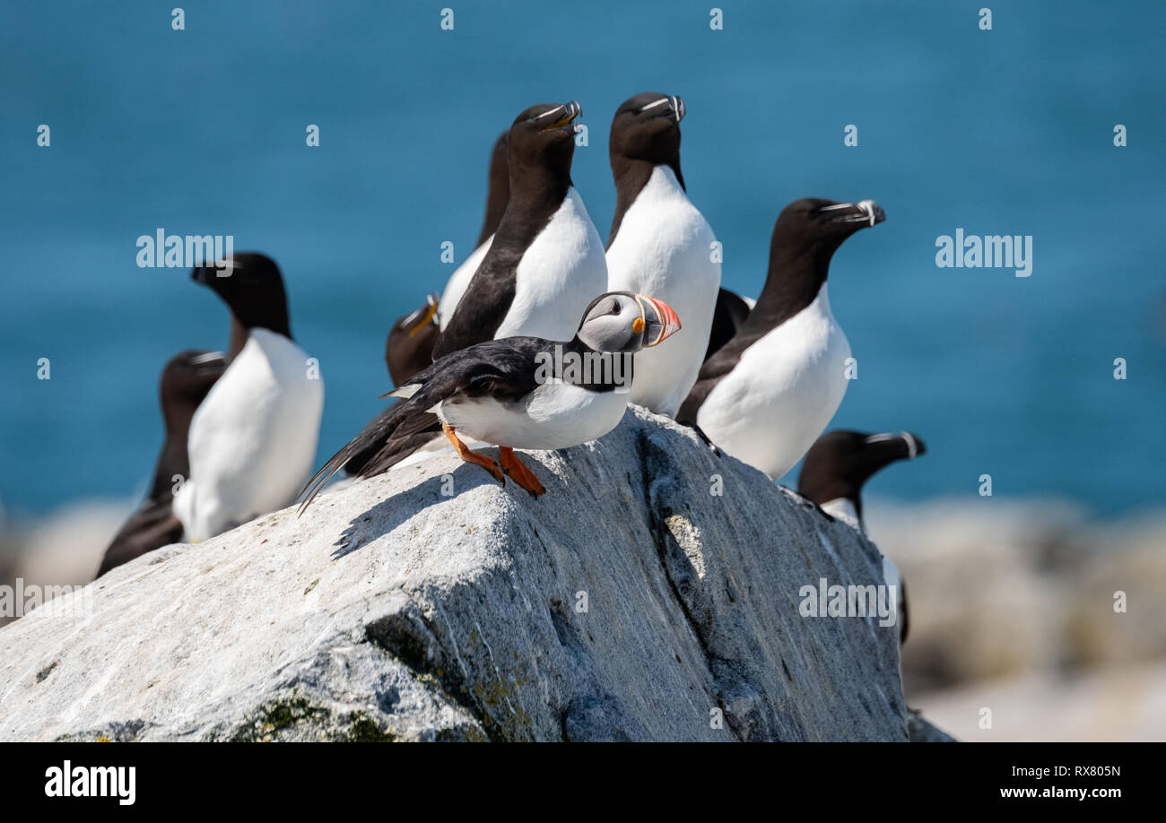 Razorbill photography hi-res stock photography and images - Alamy