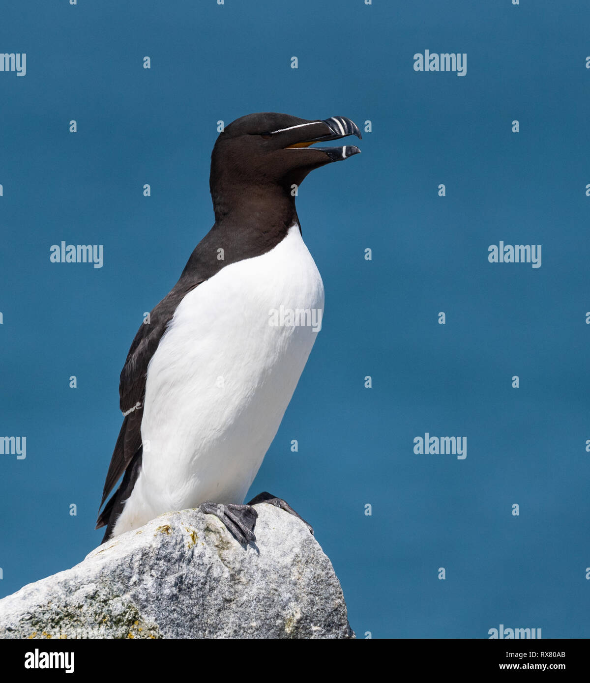 Razorbill photography hi-res stock photography and images - Alamy