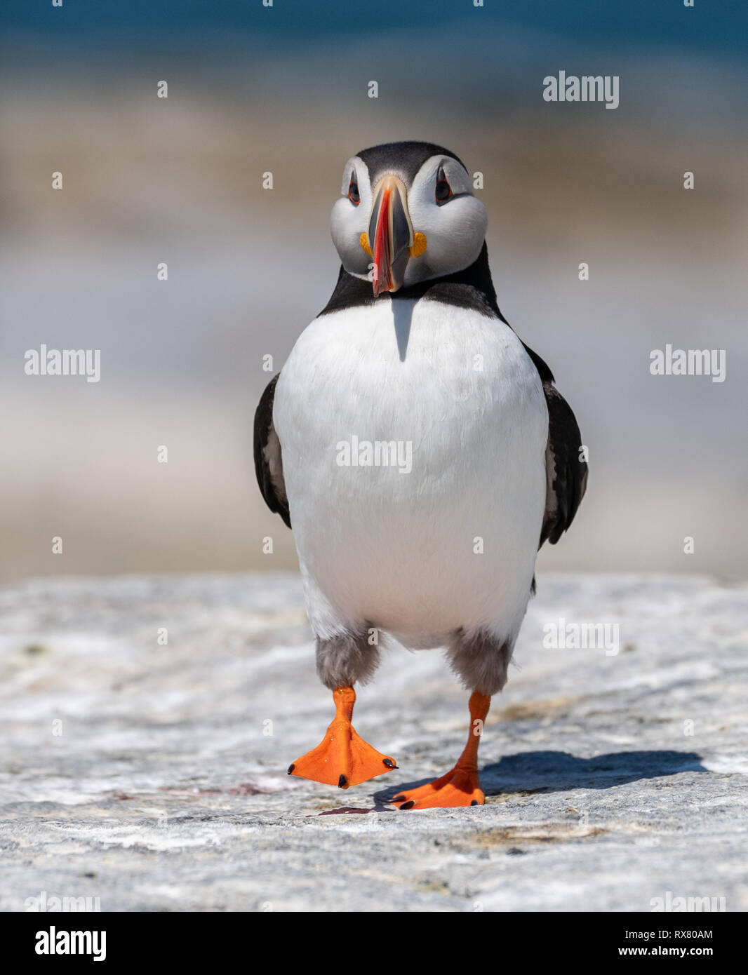 Puffins Birds Fishing Puffin High Resolution Stock Photography and ...