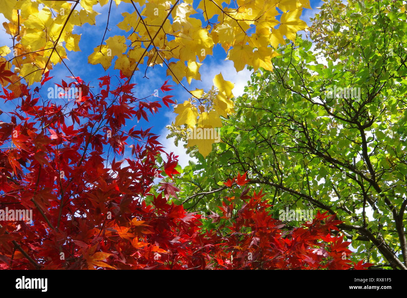 Humber arboretum hi-res stock photography and images - Alamy