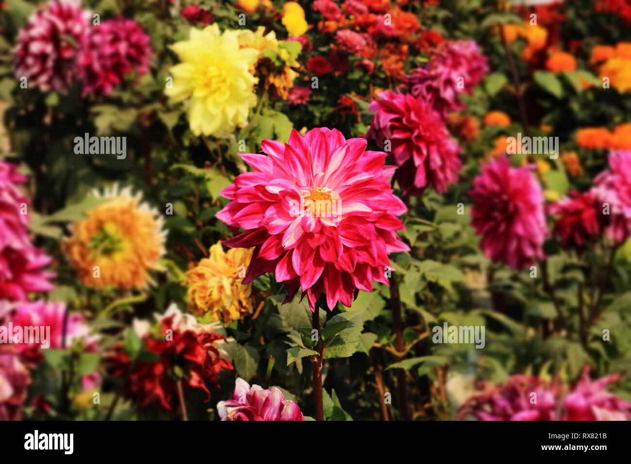 Red rose flowers Landscape Stock Photo - Alamy