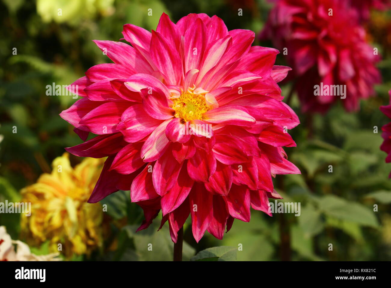 Best of flowers hi-res stock photography and images - Alamy