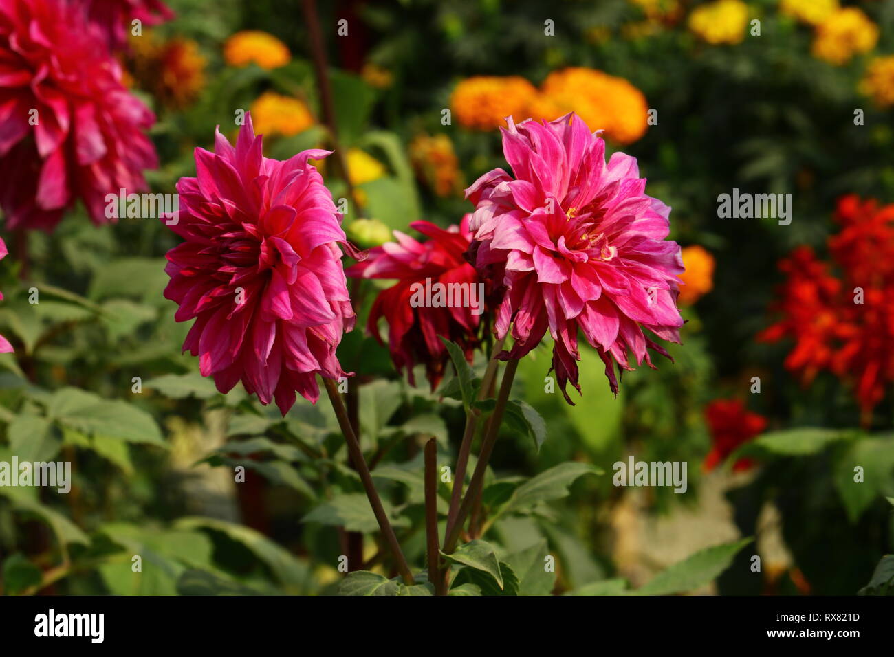 Red rose flowers Landscape Stock Photo - Alamy