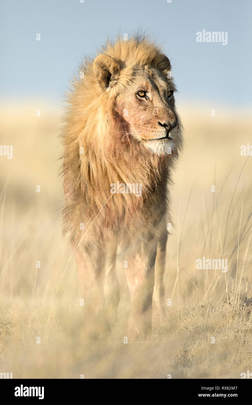 Male lion near Halali in Etosha National Park, Namibia Stock Photo - Alamy