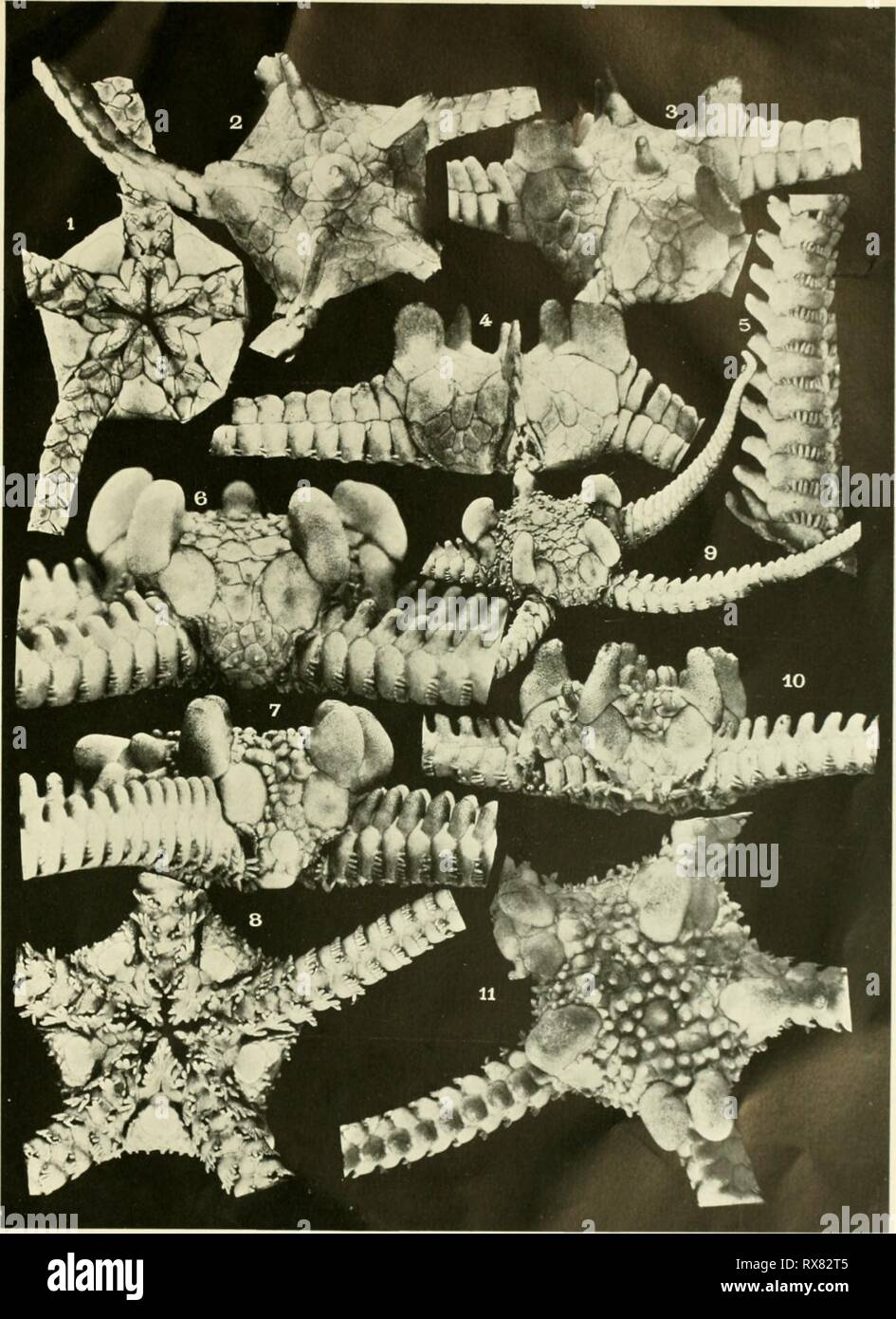 Echinodermata Ophiuroidea (1922 Stock Photo - Alamy
