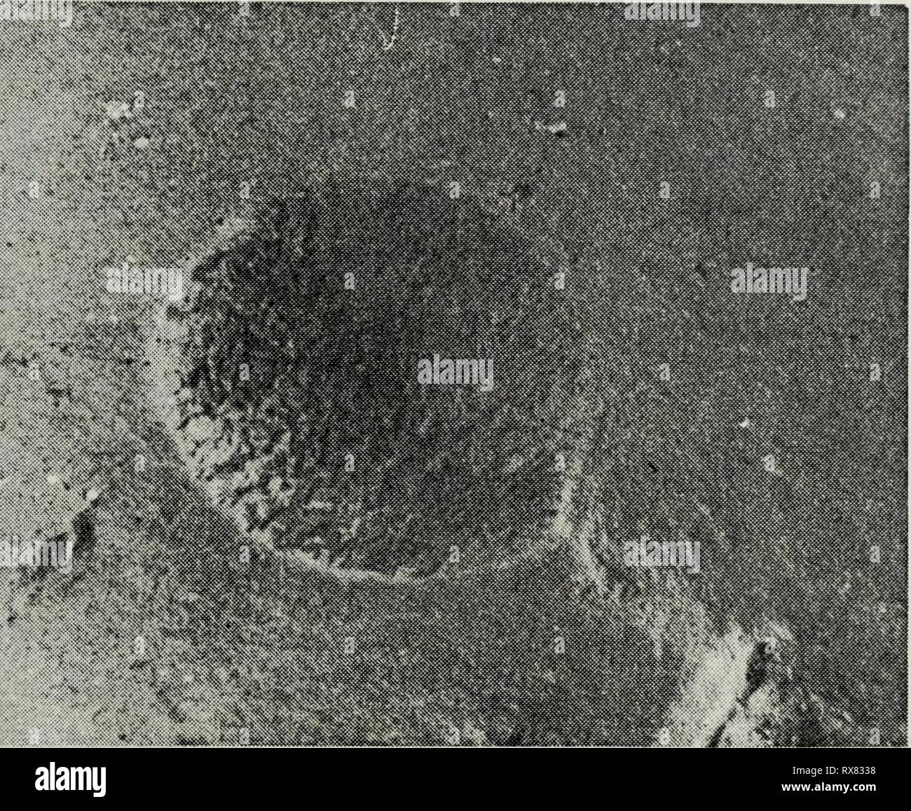 The ecology of the benthic Stock Photo - Alamy