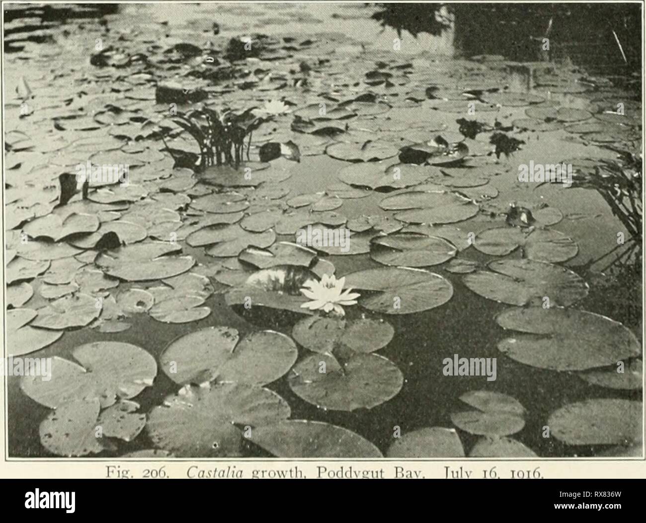 The ecology and economics of The ecology and economics of Oneida Lake ...