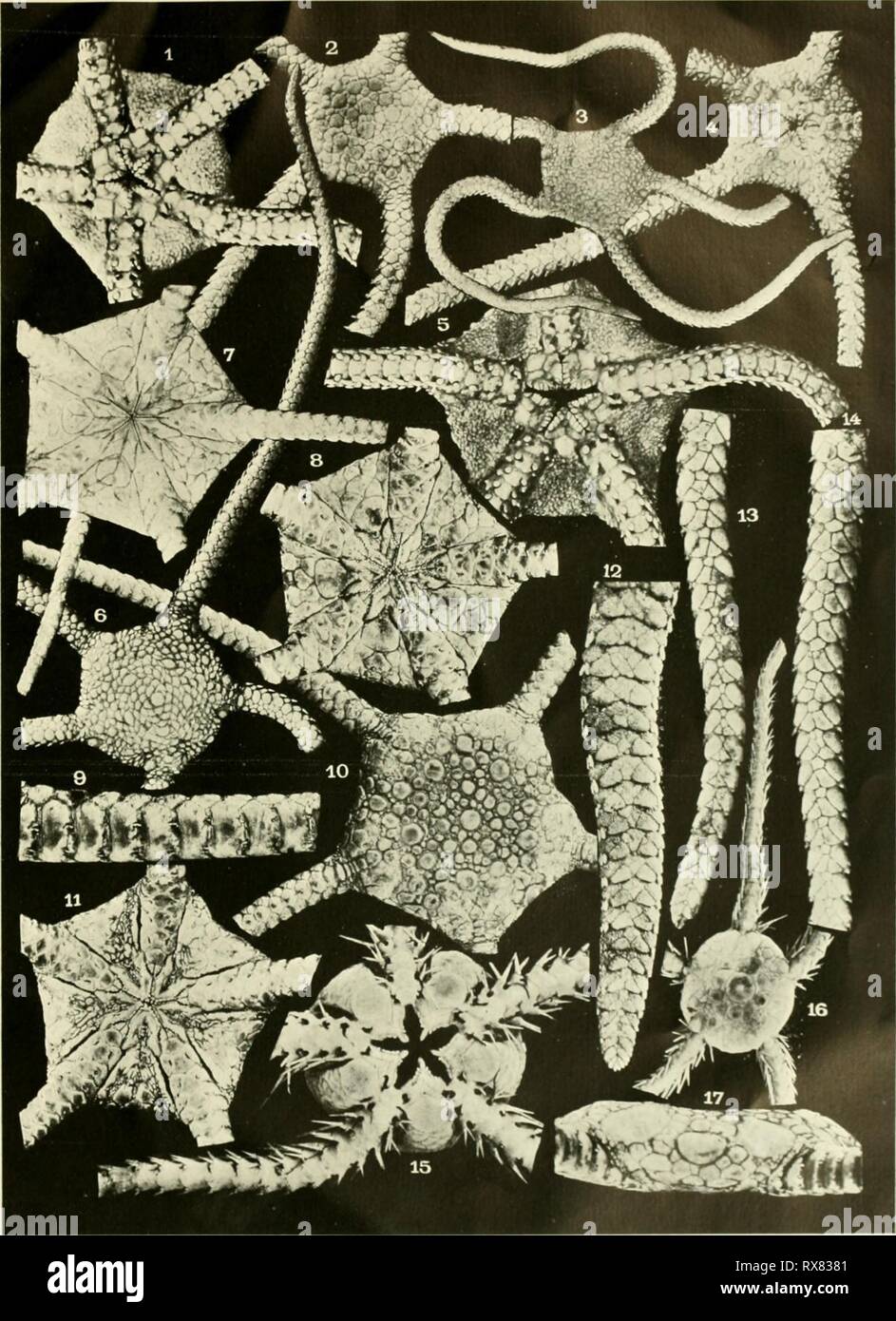 Echinodermata Ophiuroidea (1922 Stock Photo - Alamy