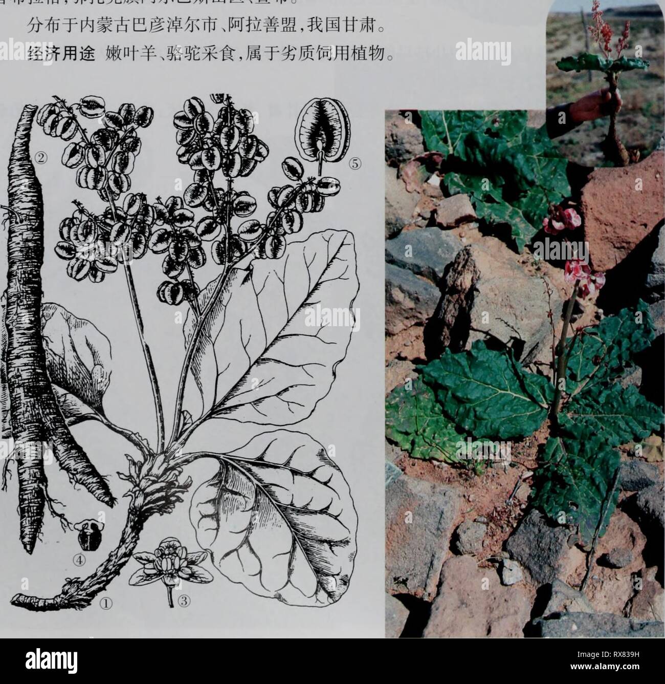 e er duo si zhi Stock Photo - Alamy