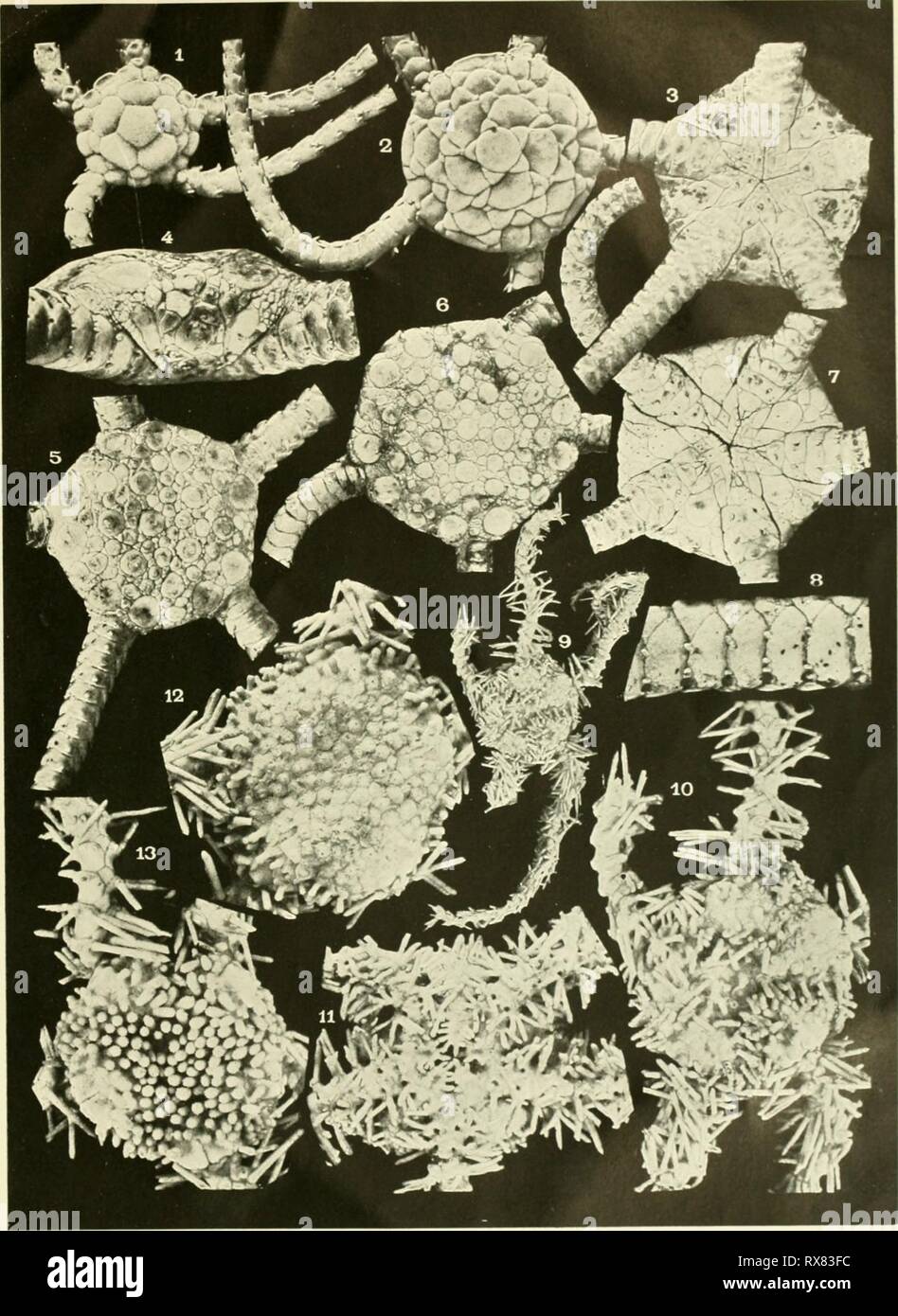 Echinodermata Ophiuroidea (1922 Stock Photo - Alamy
