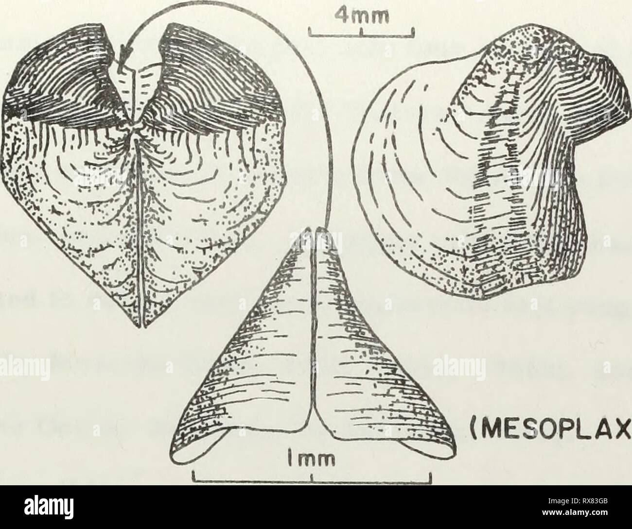 Ecological aspects of two wood-boring Ecological aspects of two wood ...