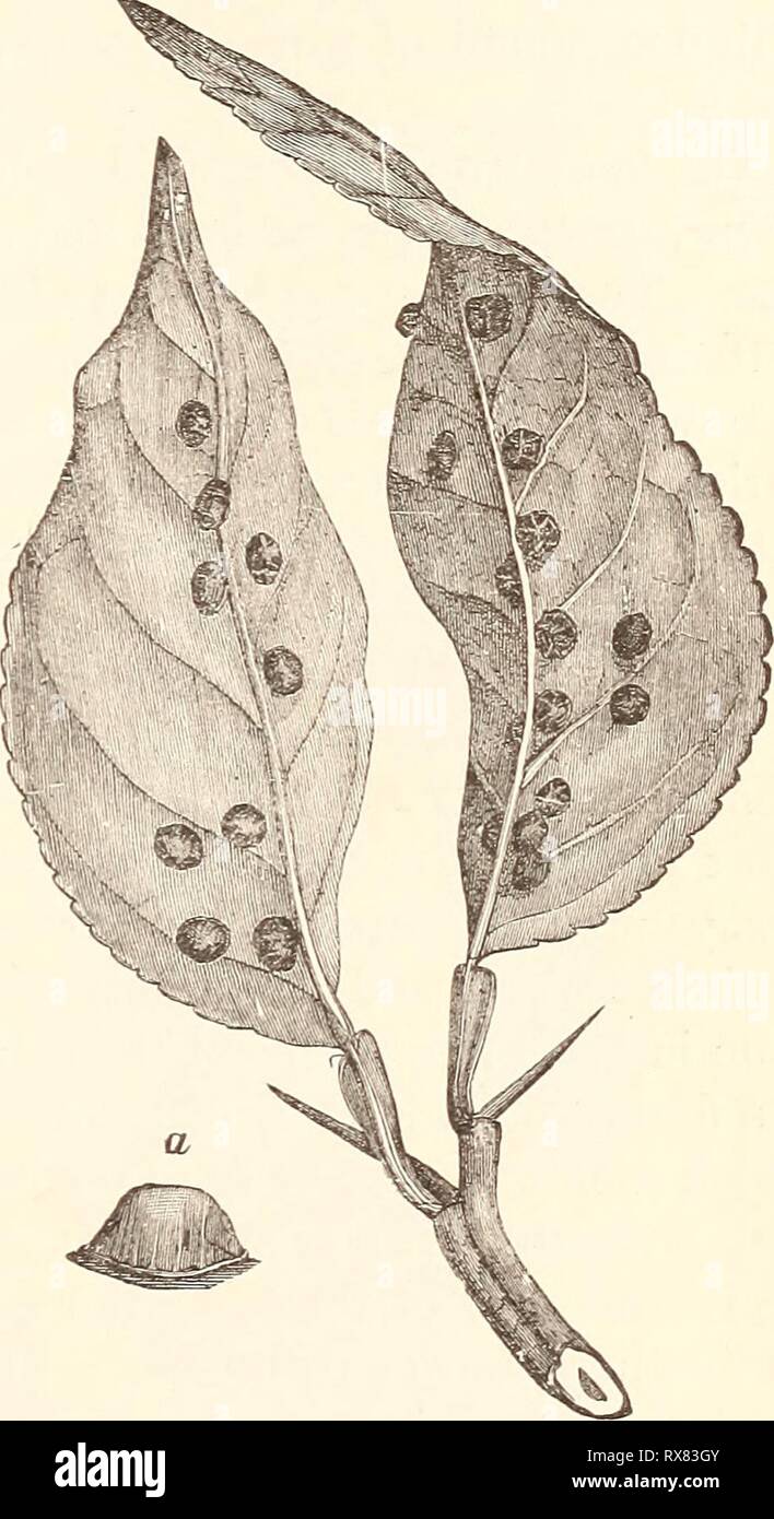 Scale insect egg cases hi-res stock photography and images - Alamy