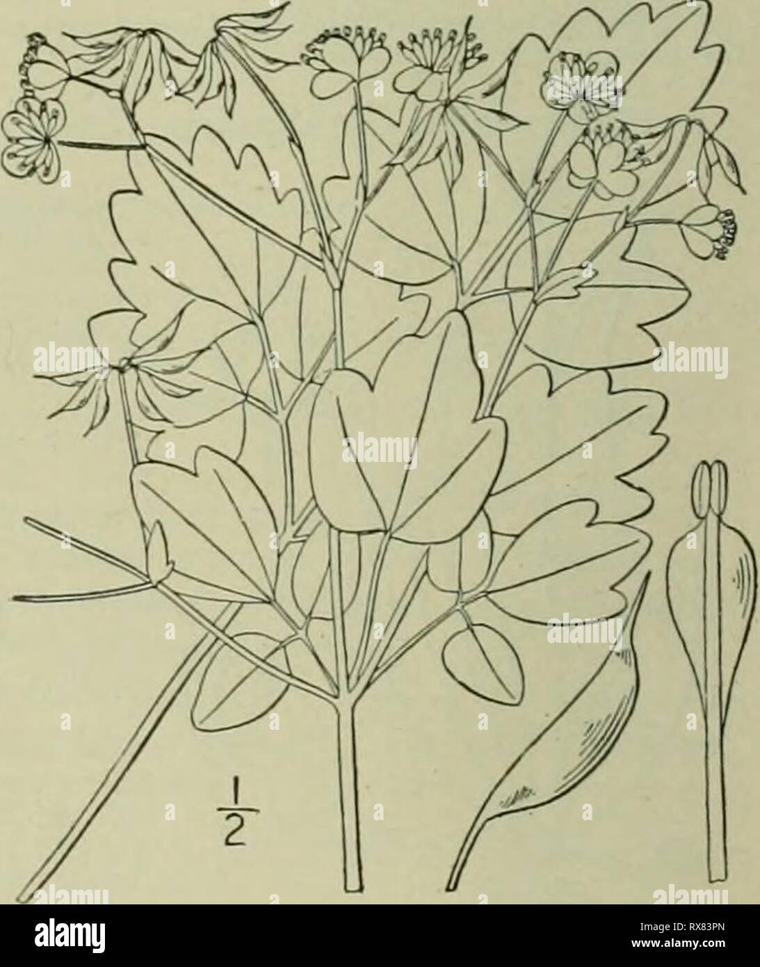 An illustrated flora of the An illustrated flora of the northern United ...