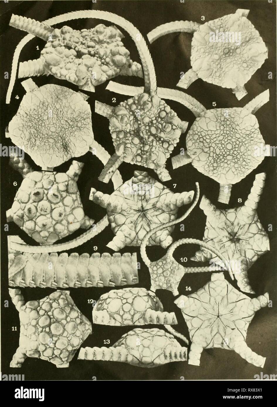 Echinodermata Ophiuroidea (1922 Stock Photo - Alamy