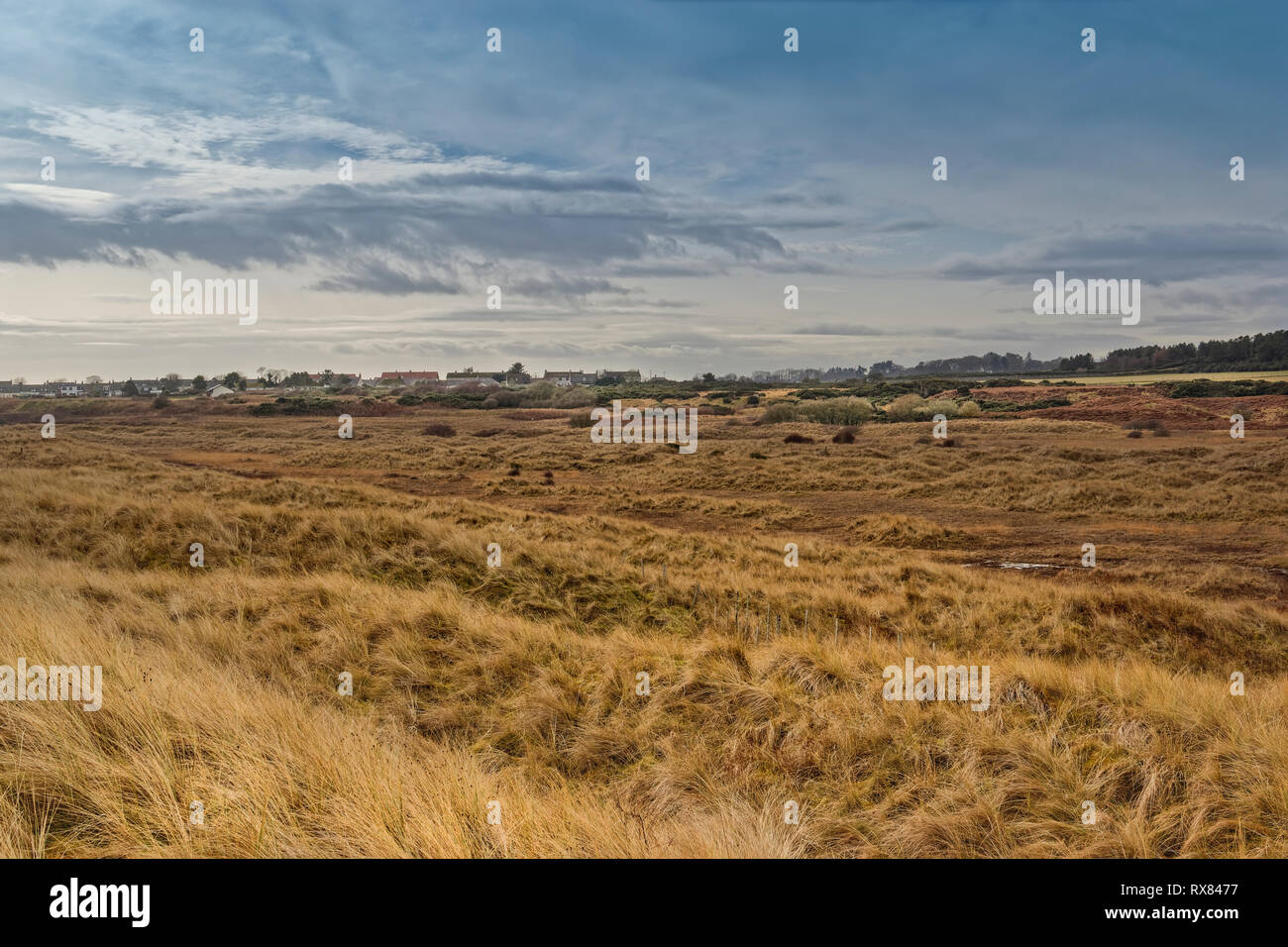 COUL LINKS EMBO SUTHERLAND SCOTLAND AREA OF SEA GRASS AND MARSH WITH ...