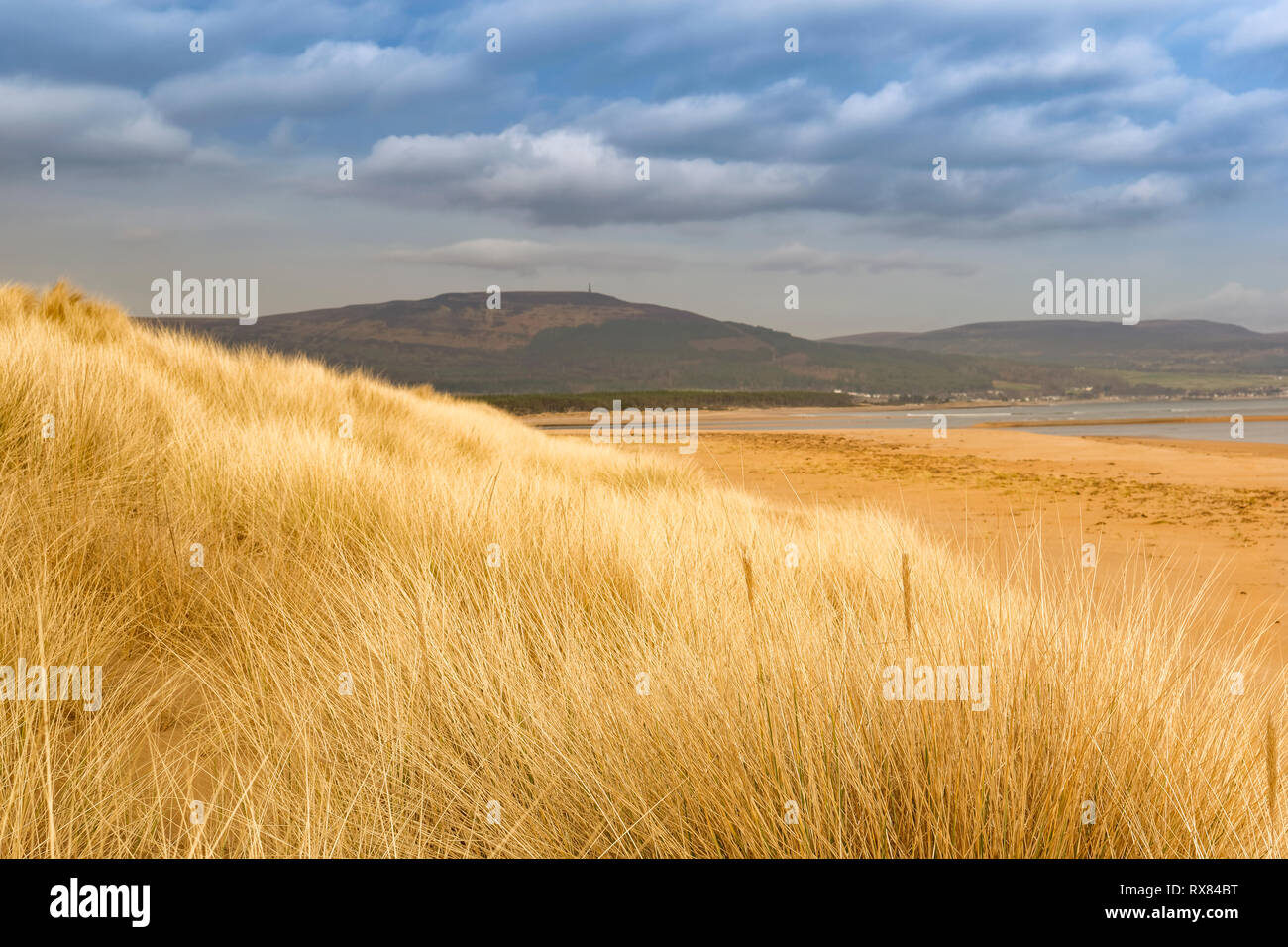 COUL LINKS EMBO SUTHERLAND SCOTLAND PROLIFIC SEA GRASS ON DUNES GOLSPIE ...