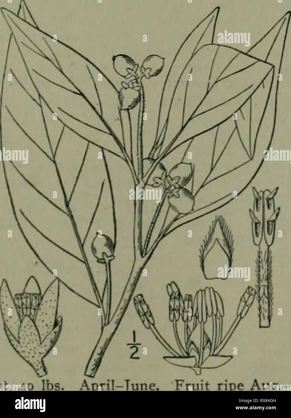 Exstipulate hi-res stock photography and images - Alamy