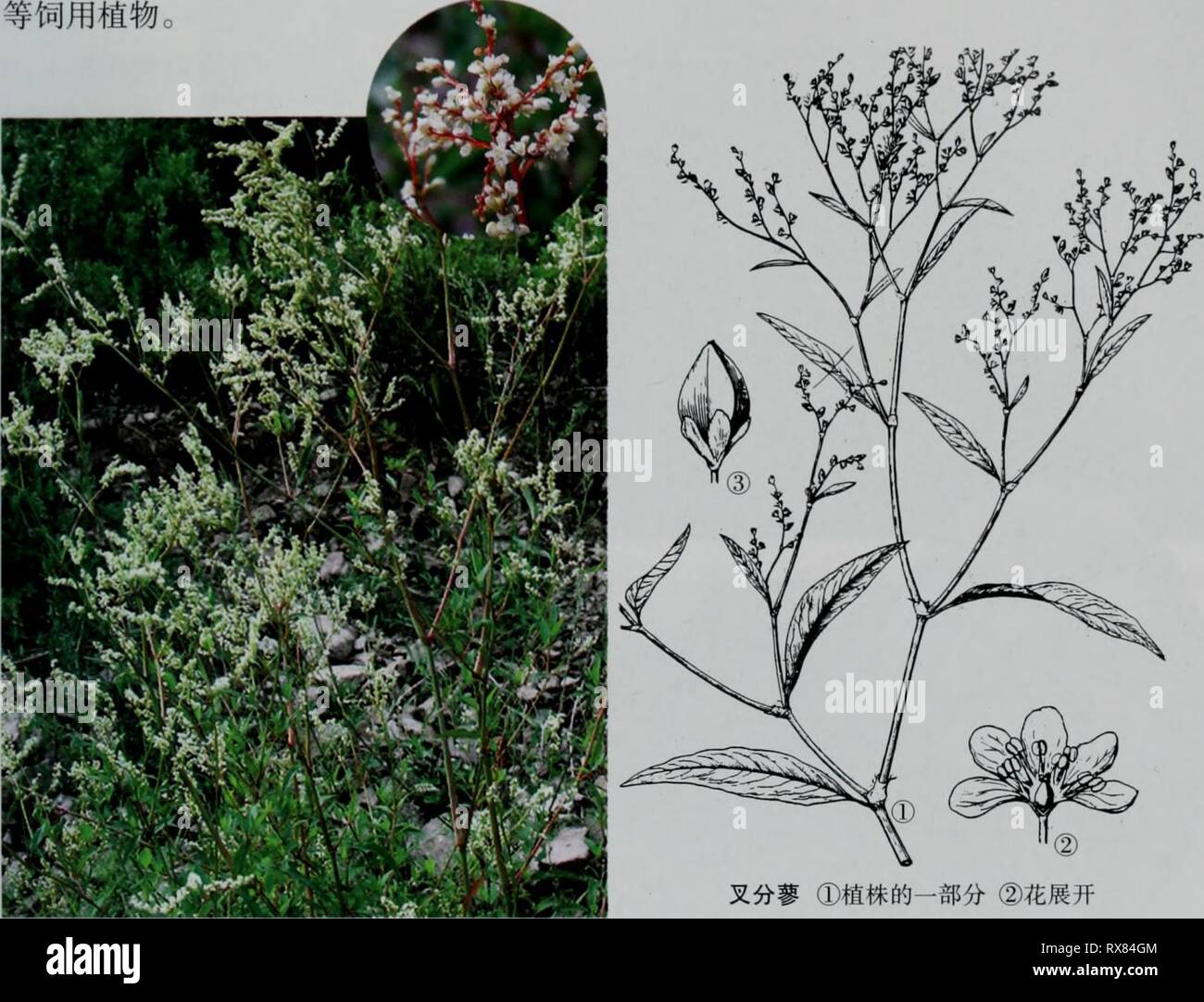 e er duo si zhi Stock Photo - Alamy